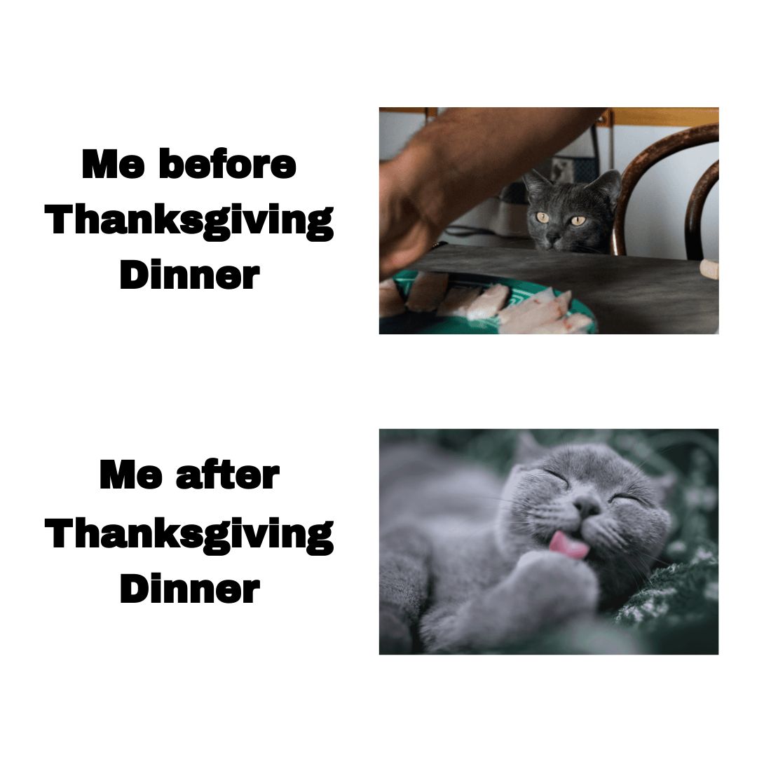 Thanksgiving Cat Memes