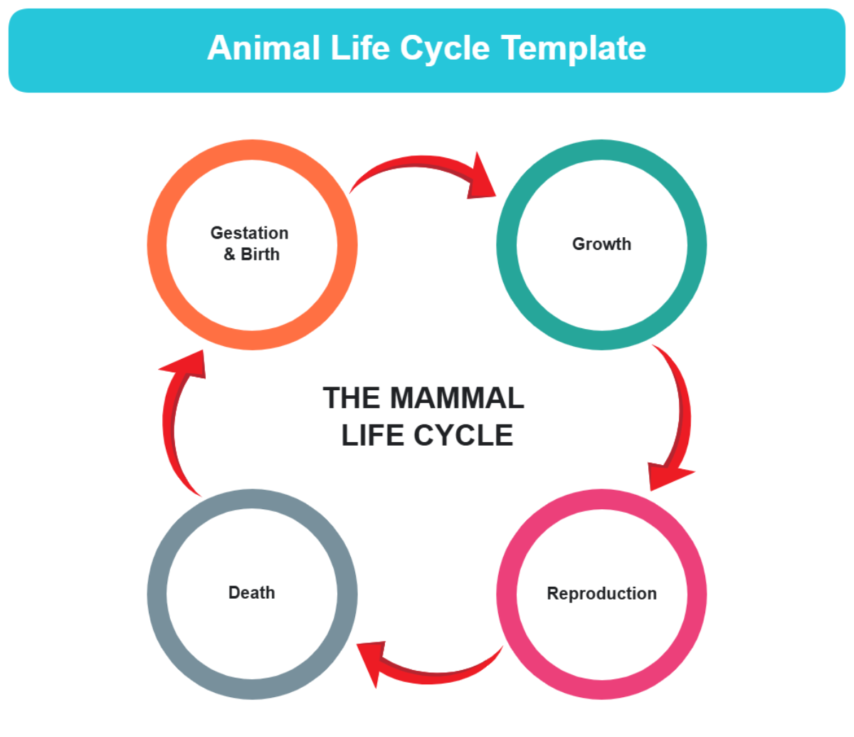 Animal Reproduction Cycle Animal Reproduction Cycle