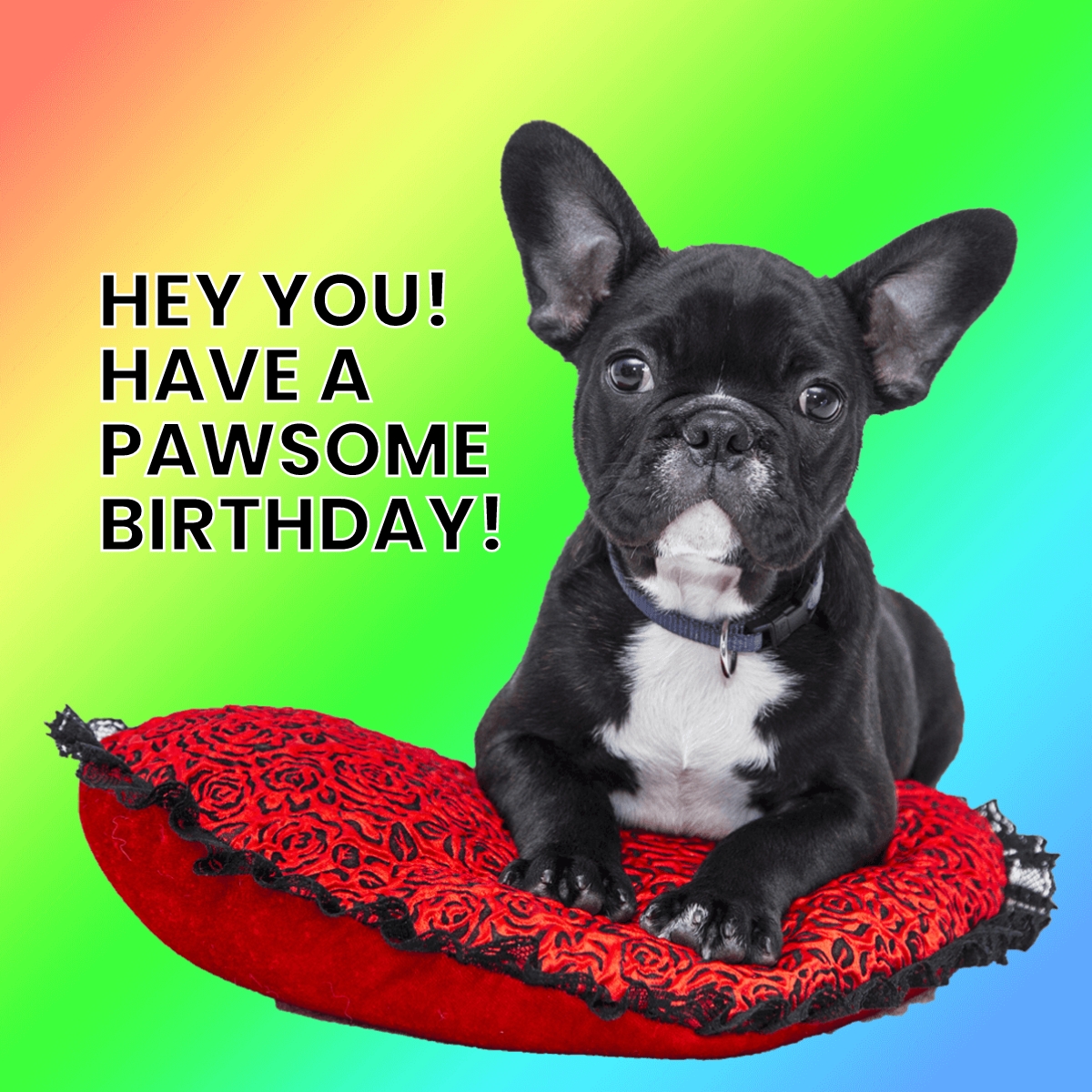 Dog Funny Birthday Meme