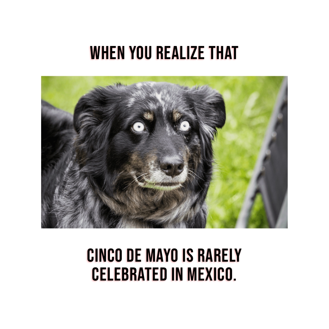 Dog Meme Templates Images Template