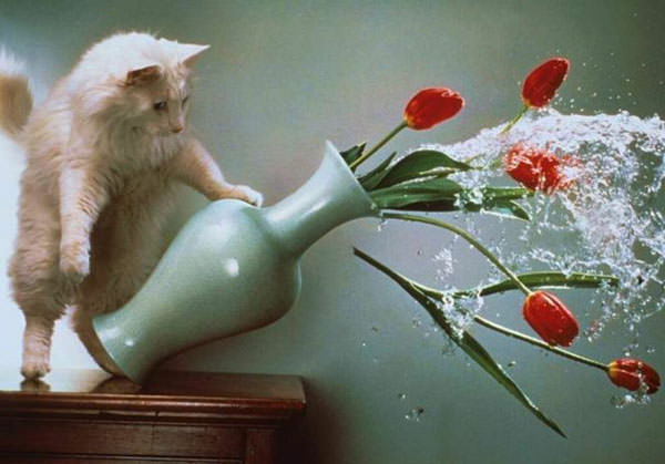 102+ Creative And Funny Desktop Backgrounds to Customize your Desktop