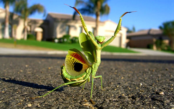 102+ Creative And Funny Desktop Backgrounds to Customize your Desktop