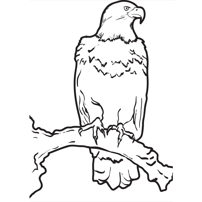 Eagle Template - Animal Templates