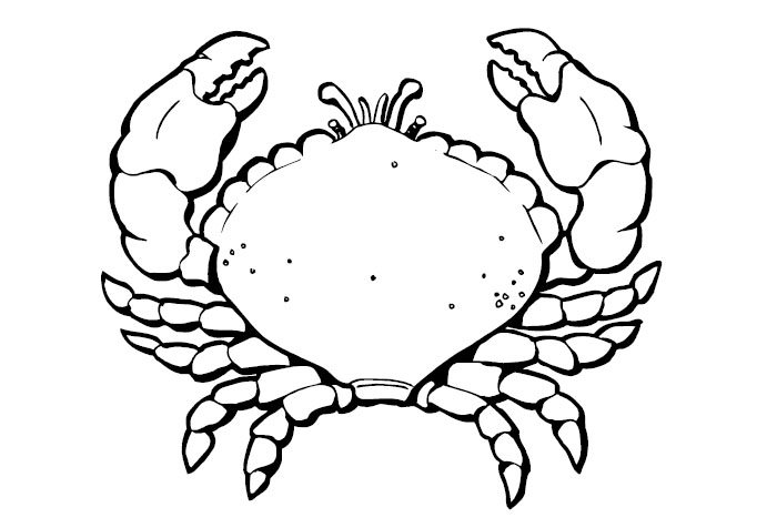 71+ Sea Creature Templates - Printable Crafts & Colouring Pages!