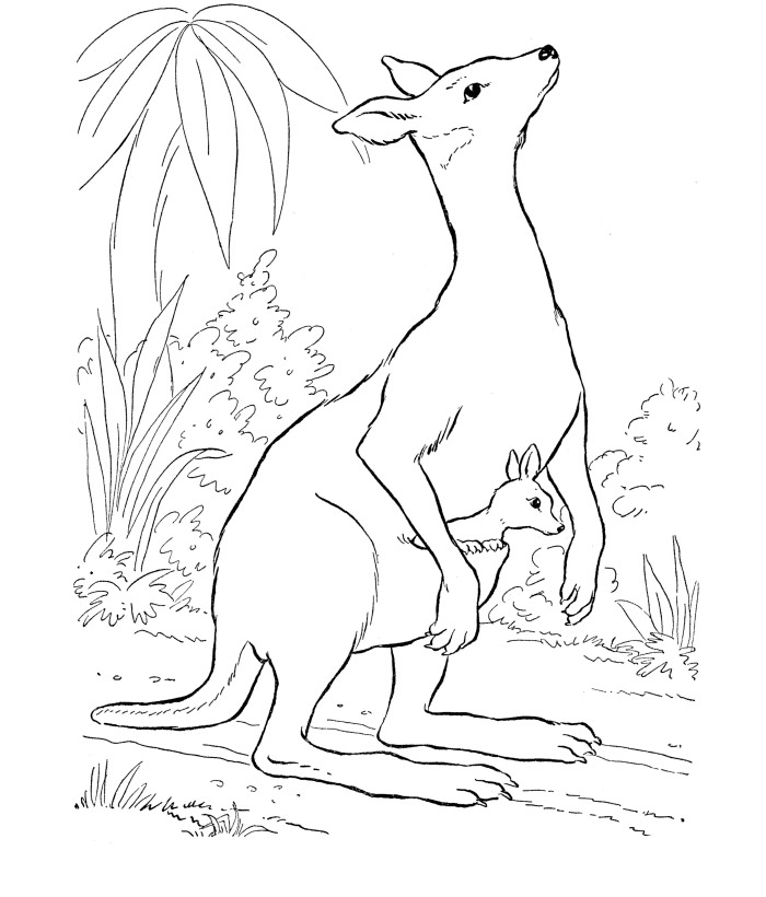 Australian Animal Template - Animal Templates | Free & Premium Templates