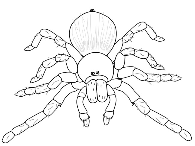 Spider Shape Template - 56+ Crafts & Colouring Pages | Free & Premium ...