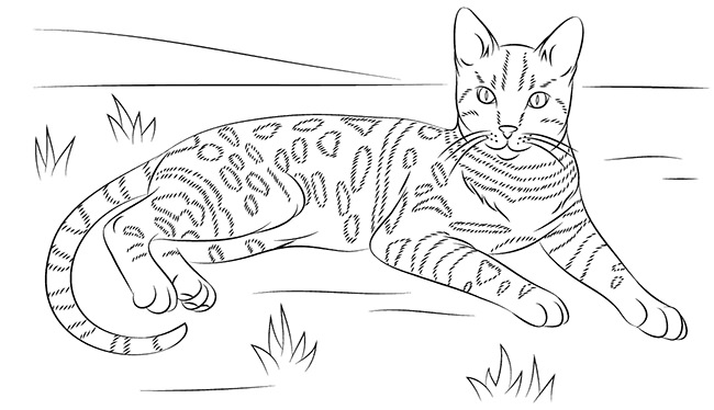 61+ Cat Shape Templates, Crafts And Colouring Pages