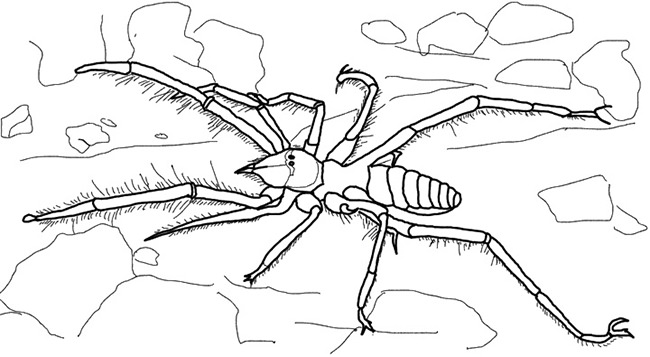 Spider Shape Template - 56+ Crafts & Colouring Pages | Free & Premium ...