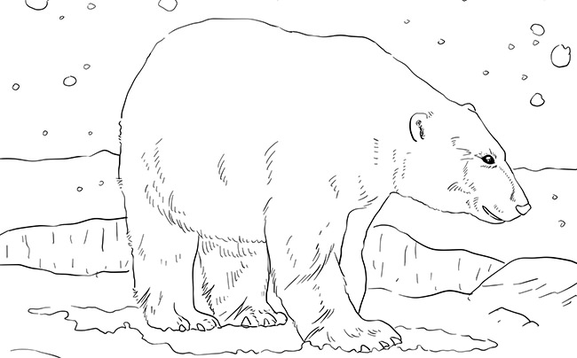 Bear Template - Animal Templates