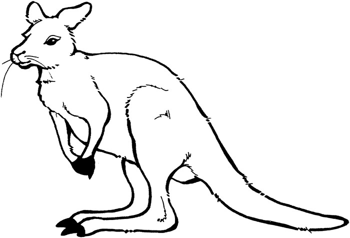 Australian Animal Template - Animal Templates | Free & Premium Templates