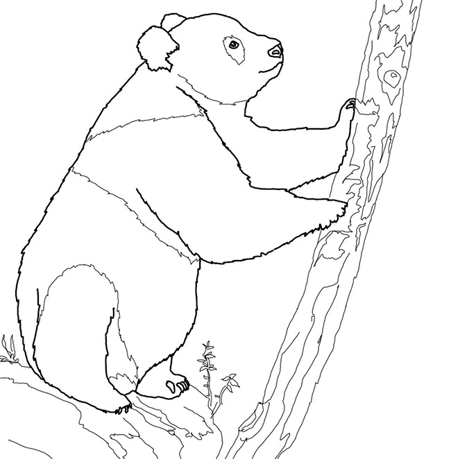 Bear Template - Animal Templates