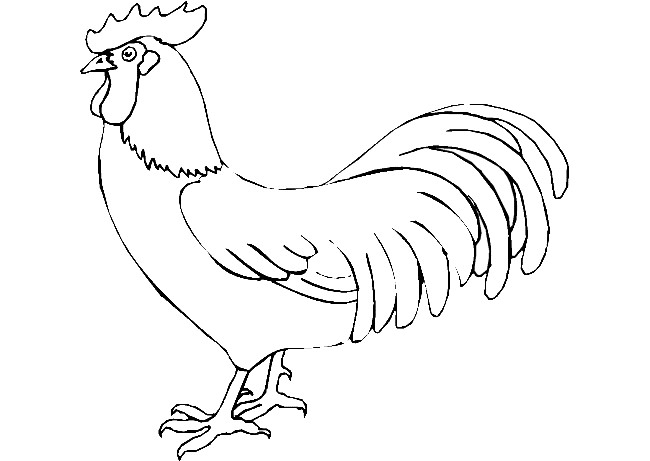 Chicken Template - Animal Templates | Free & Premium Templates