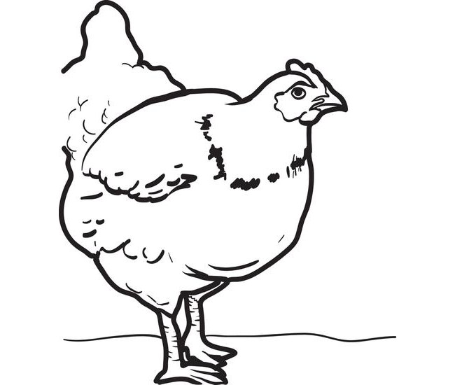 Chicken Template - Animal Templates