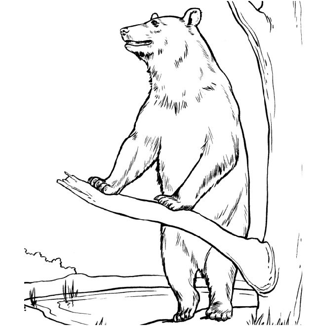 Bear Template - Animal Templates