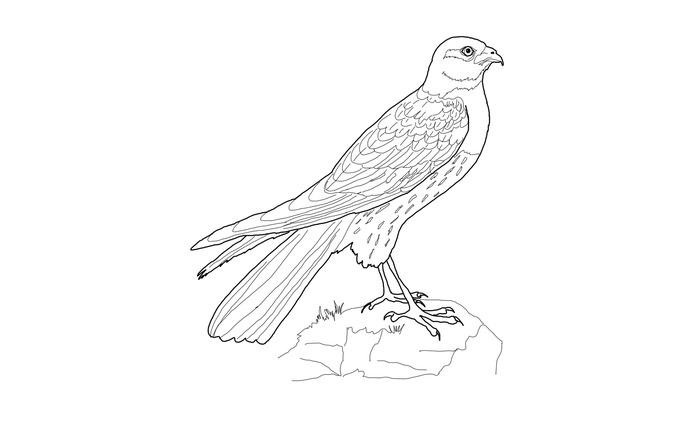 Eagle Template - Animal Templates