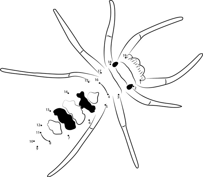 Spider Shape Template - 56+ Crafts & Colouring Pages | Free & Premium ...