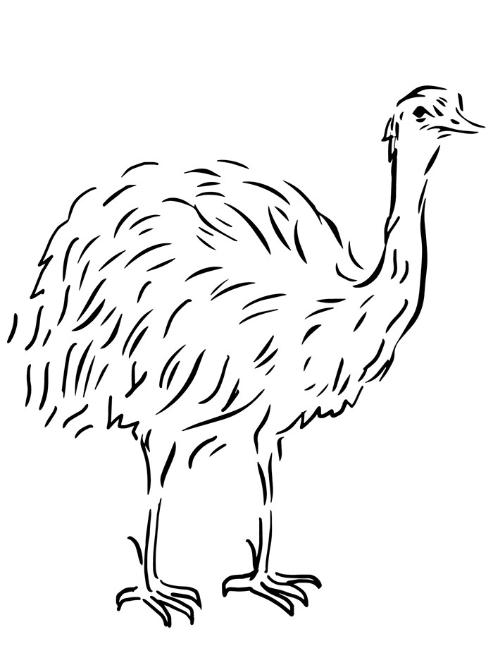 Australian Animal Template - Animal Templates | Free & Premium Templates