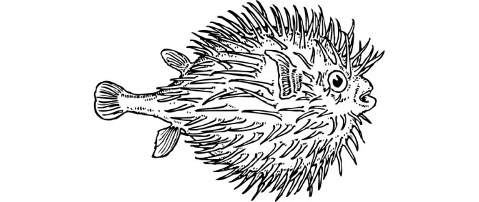 71+ Sea Creature Templates - Printable Crafts & Colouring Pages!