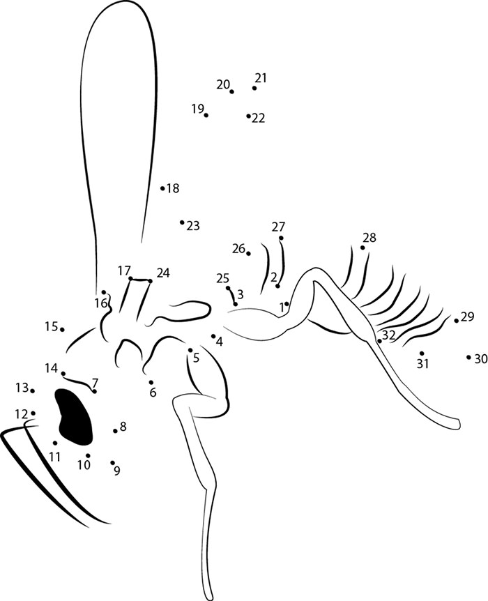 Australian Animal Template - Animal Templates | Free & Premium Templates