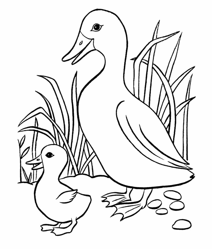 40+ Duck Shape Templates, Crafts And Colouring Pages