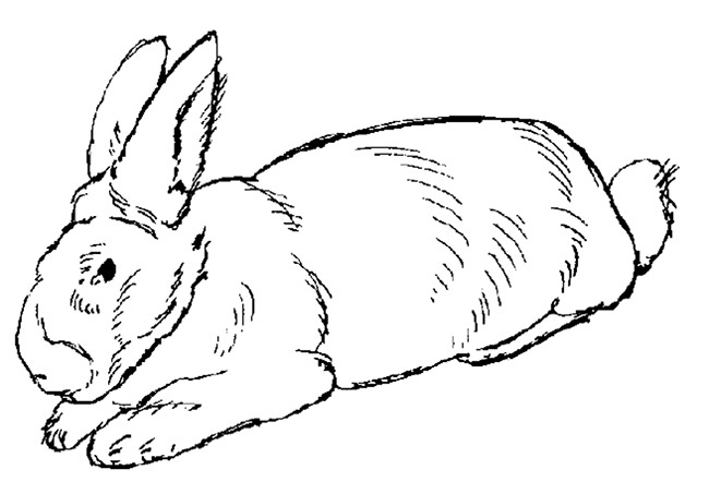 60+ Rabbit Shape Templates and Crafts & Colouring Pages