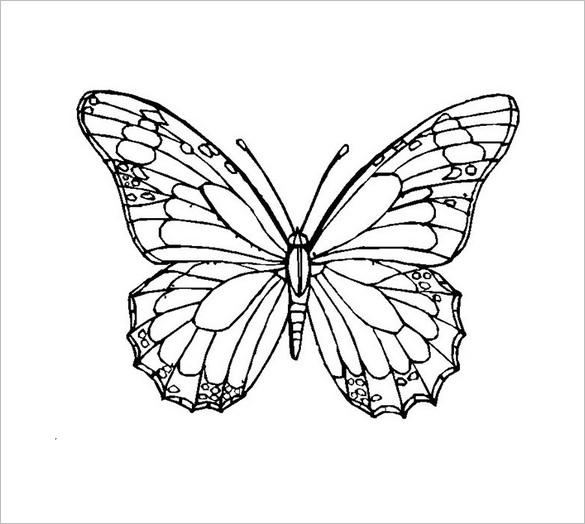 28 Butterfly Templates Printable Crafts Colouring Pages