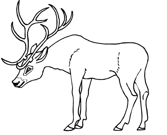 45+ Deer Templates - Animal Templates