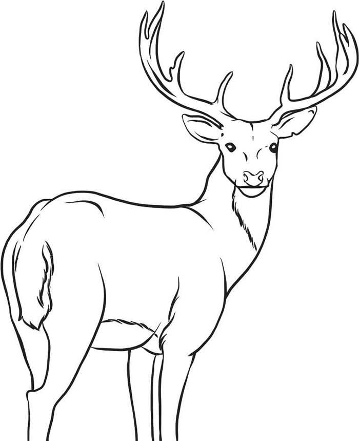45+ Deer Templates - Animal Templates