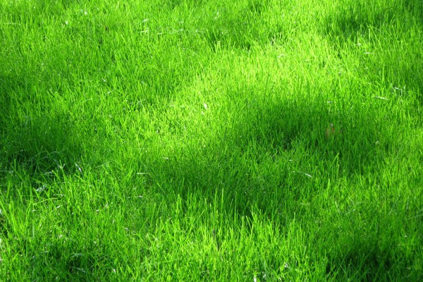 60+ Best Photoshop Grass Textures Free PSD Download