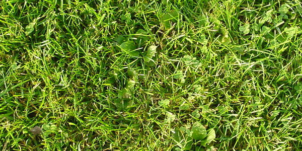 60+ Best Photoshop Grass Textures Free PSD Download | Free & Premium ...