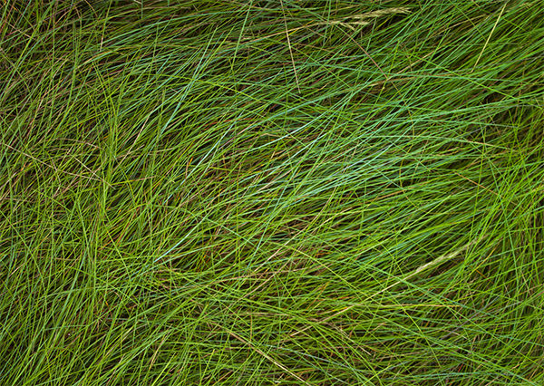 60+ Best Photoshop Grass Textures Free PSD Download