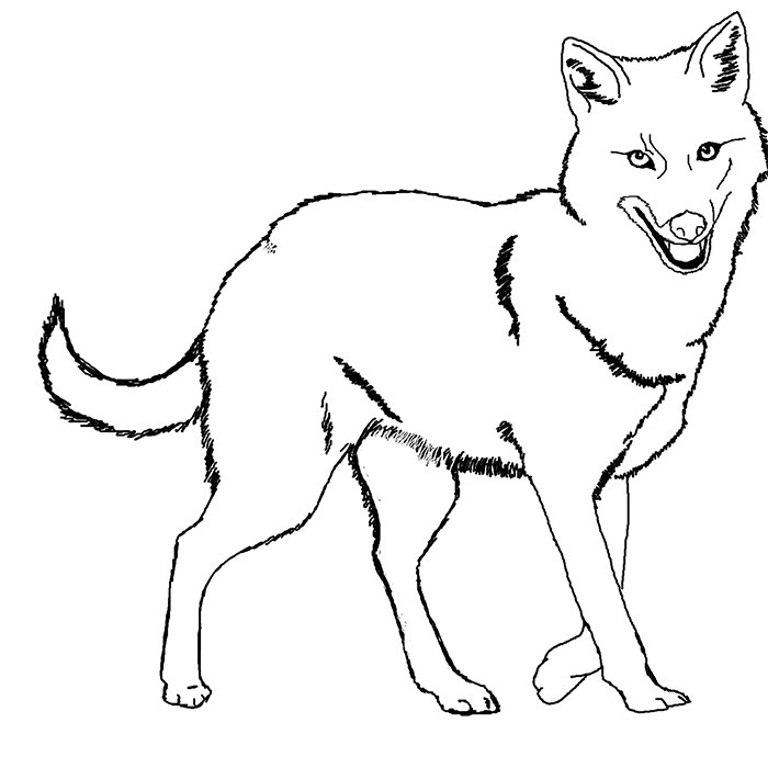 African Animal Template - Animal Templates