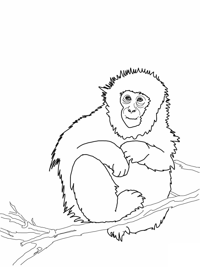 Monkey Template - Animal Templates