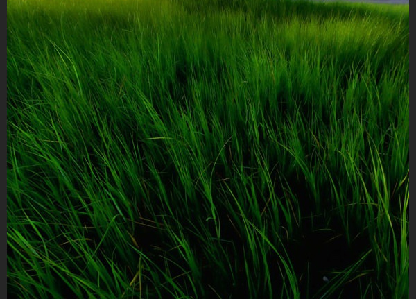 60+ Best Photoshop Grass Textures Free PSD Download | Free & Premium ...