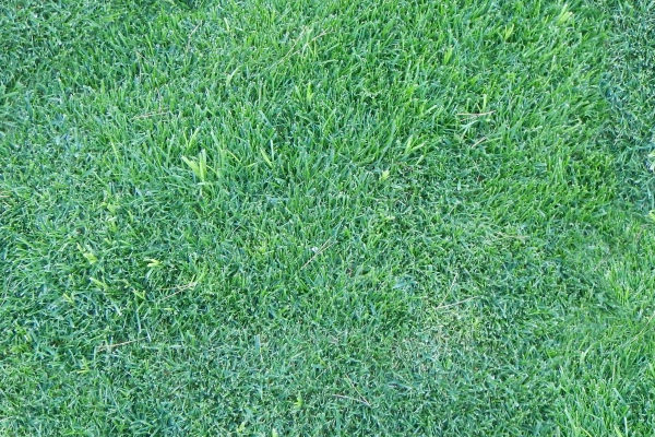 60+ Best Photoshop Grass Textures Free PSD Download | Free & Premium ...