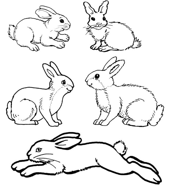 60+ Rabbit Shape Templates and Crafts & Colouring Pages