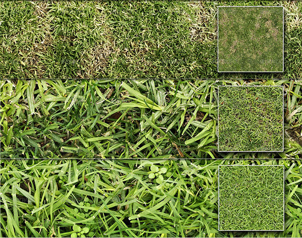 60+ Best Photoshop Grass Textures Free PSD Download