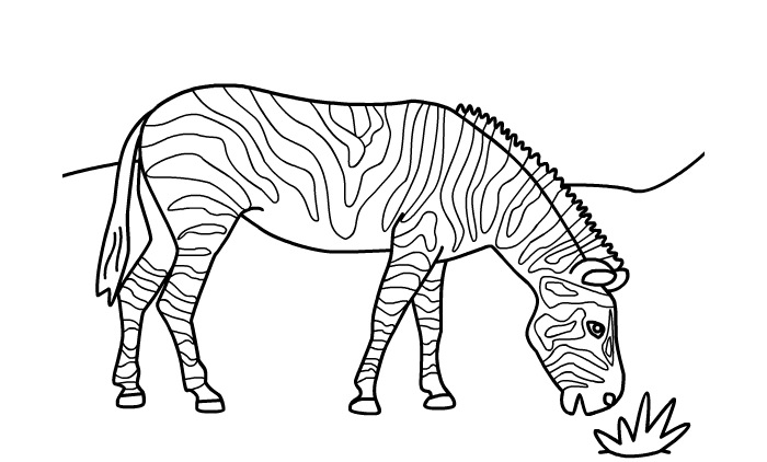 40+ Zebra Templates - Free PSD, Vector EPS, PNG Format Download
