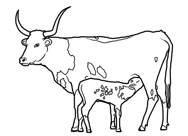 Cow Template - Animal Templates