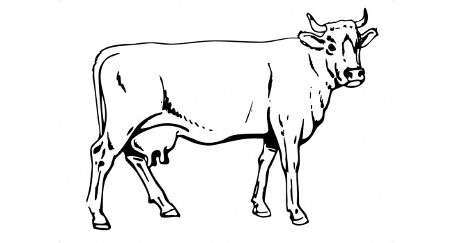 Cow Template - Animal Templates