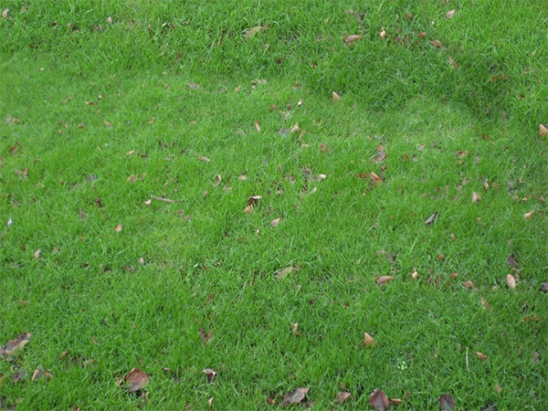 60+ Best Photoshop Grass Textures Free PSD Download