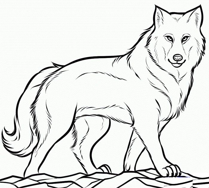 Animal Template - Animal Templates