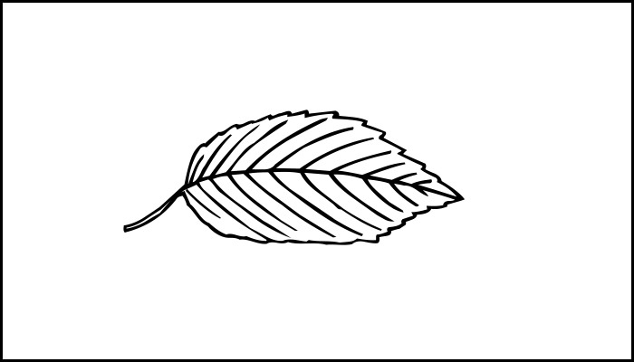 Leaf Template | Printable Leaf Templates