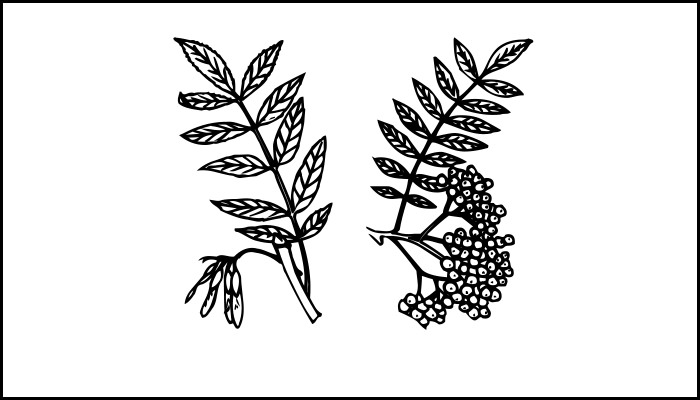 Leaf Template | Printable Leaf Templates