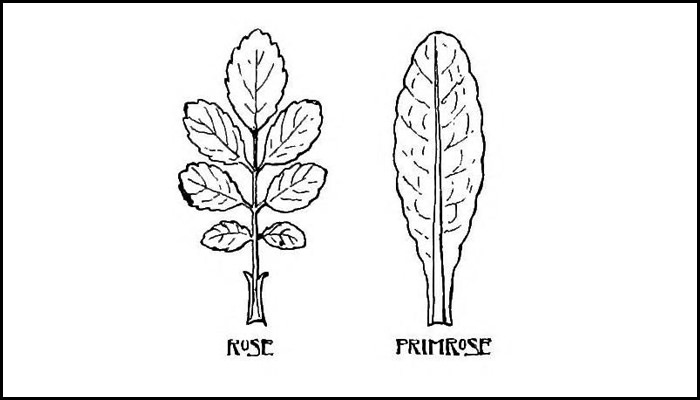 Leaf Template | Printable Leaf Templates