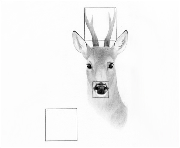 24+ Free Deer Drawings & Designs