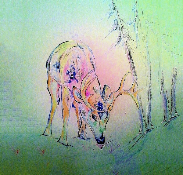 24+ Free Deer Drawings & Designs