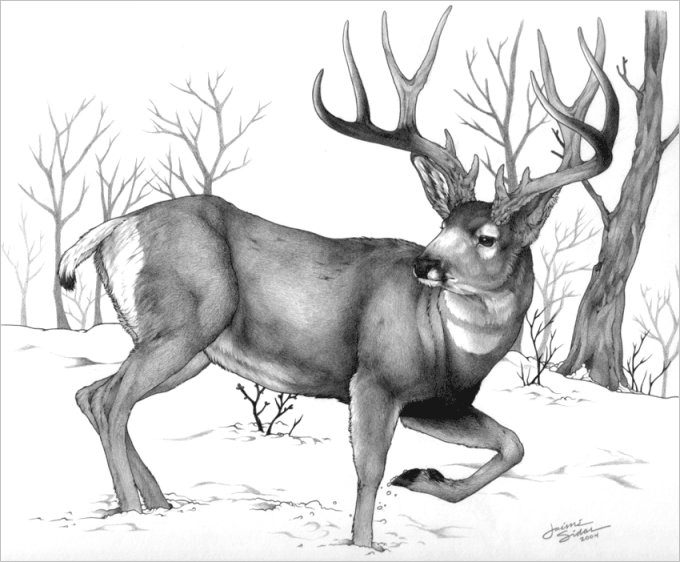 24+ Free Deer Drawings & Designs