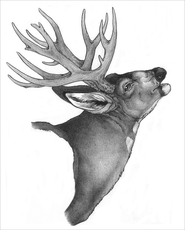 24+ Free Deer Drawings & Designs