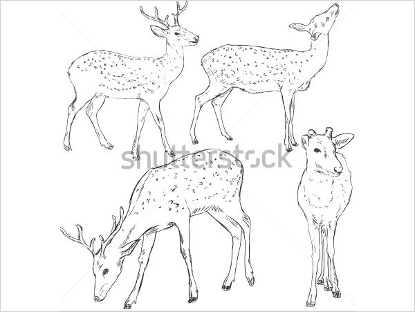 24+ Free Deer Drawings & Designs